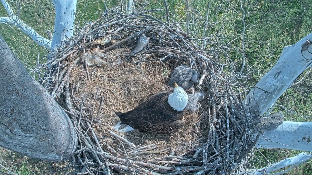 NCTC Eagle Nest: Camera 3