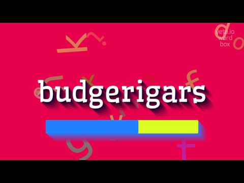 How to say "budgerigars"! (High Quality Voices)