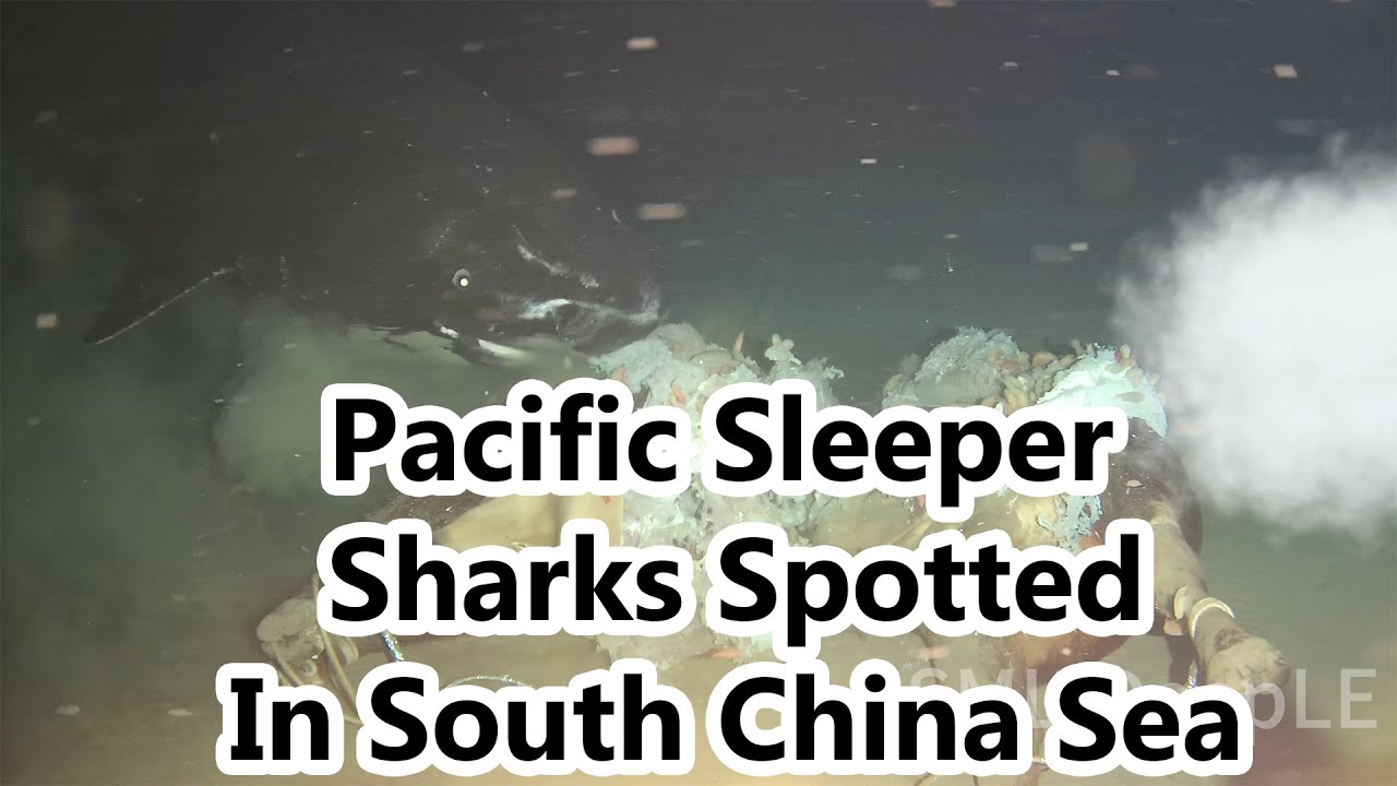 Pacific Sleeper Sharks Spotted For The First Time In The Northern South China Sea
