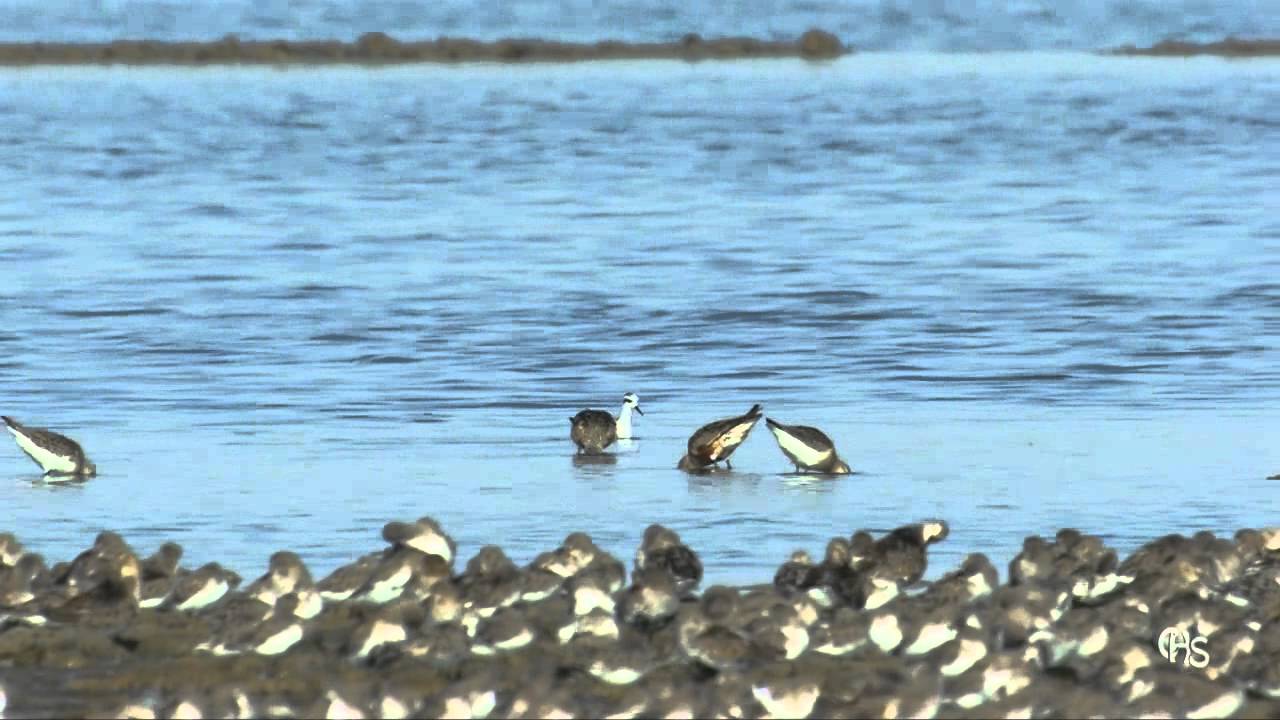 Le Phalarope à bec étroit (Phalaropus lobatus)