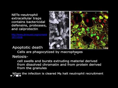 Immunology: Neutrophil Mechanisms