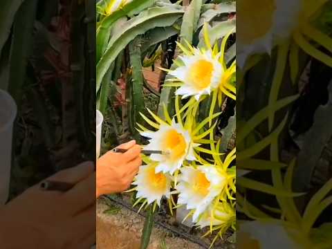No Bearing Dragonfruits? Follow This Methods #satisfying #farming