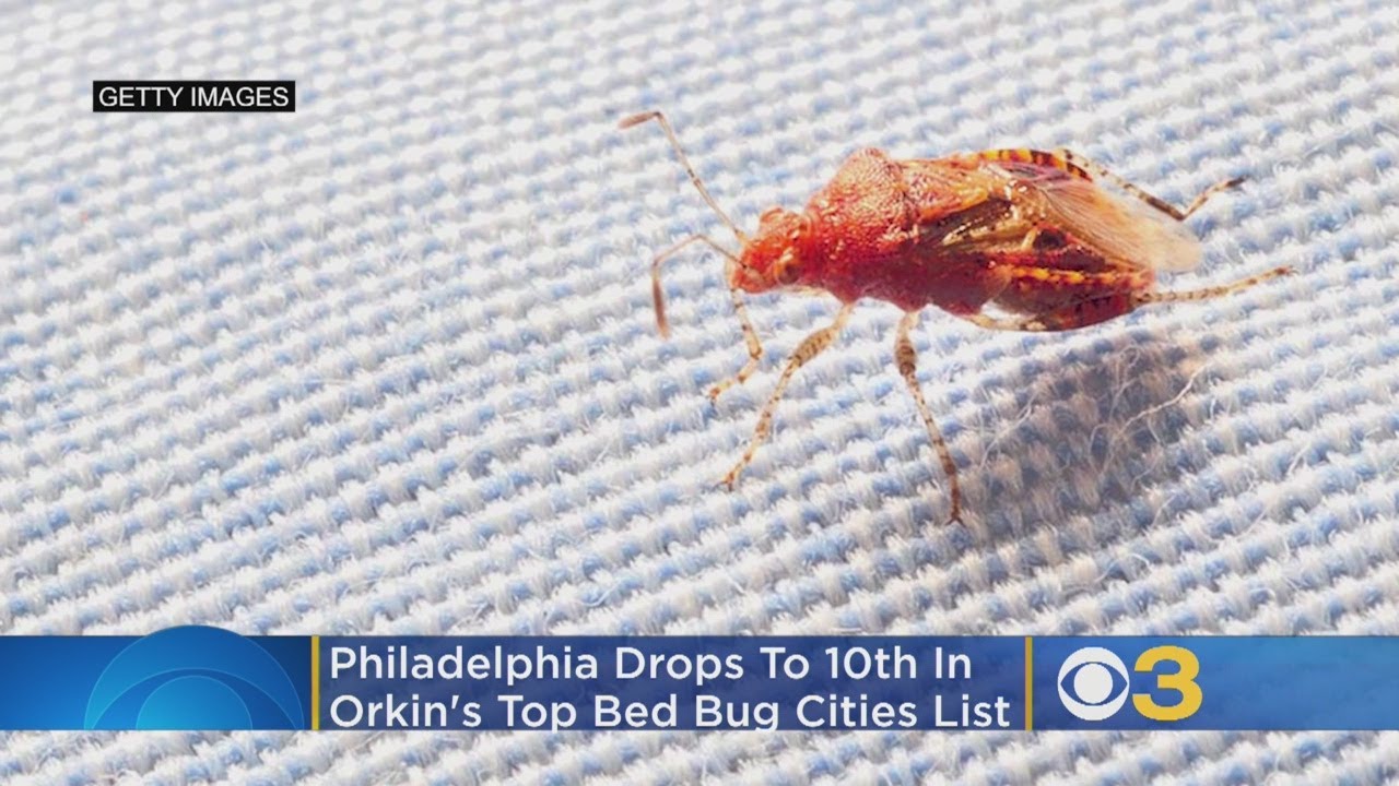 Philadelphia Drops In Orkin's Top Bed Bug Cities List