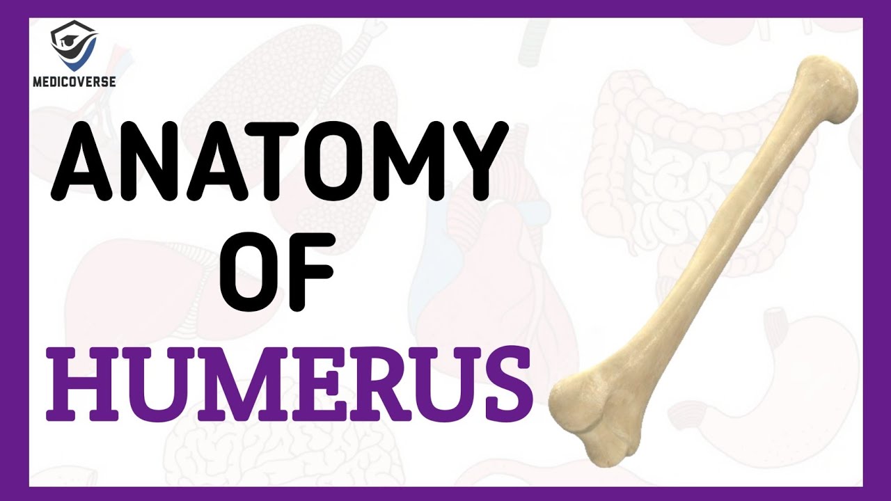 Humerus Bone Anatomy - Learn in 5 Minutes !