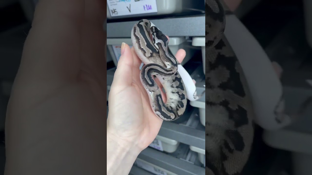 VPI Axanthic Piebald #ballpython #piebald #axanthic