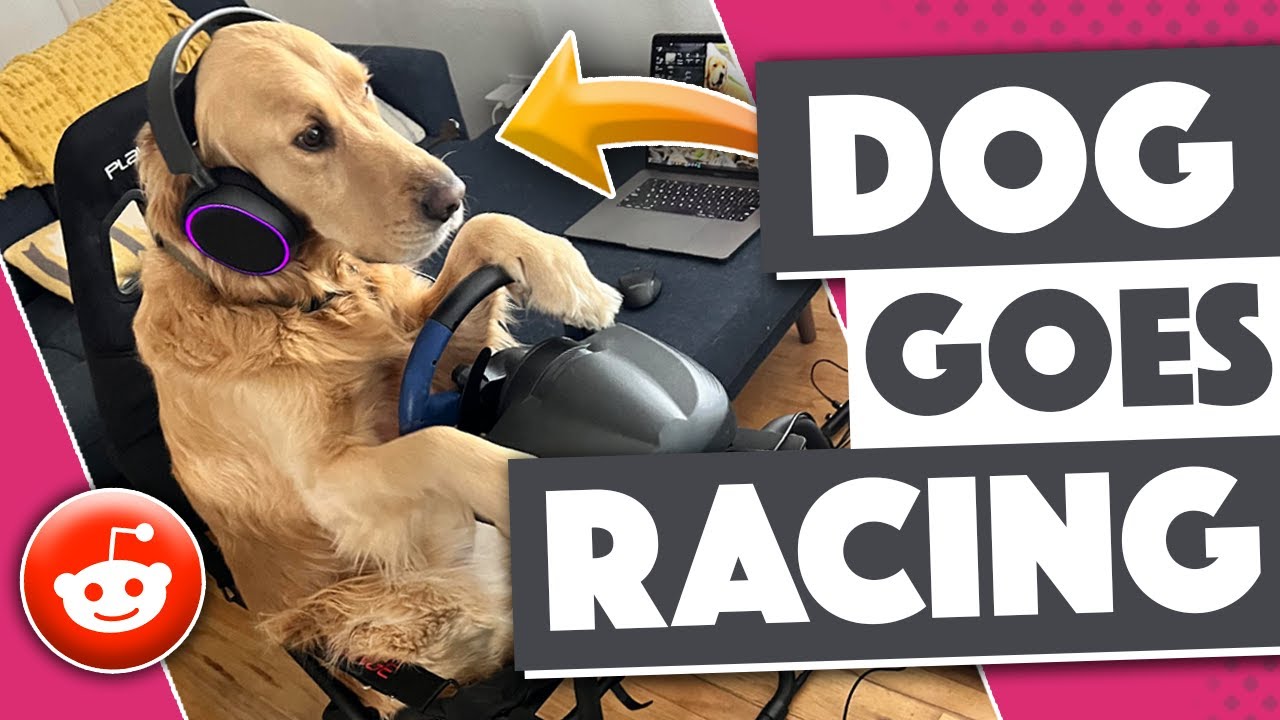 Dog Turns Sim Racer?! | Reacting to r/SimRacing