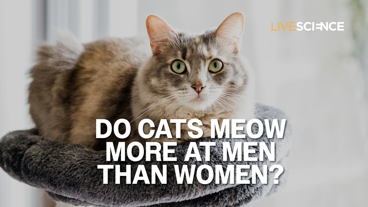 Do cats meow more at men than women?