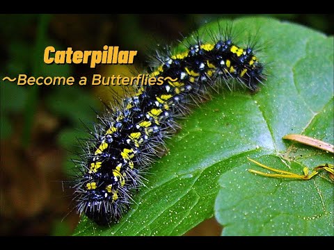Caterpillar: The insect order comprising butterflies and moths - A butterfly life cycle!