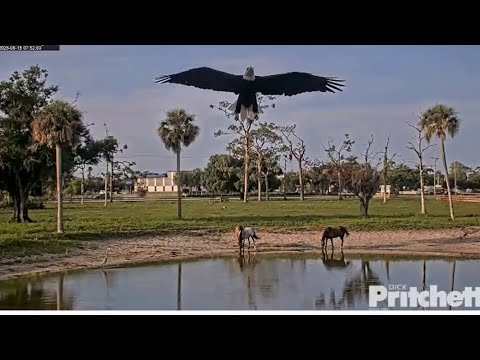 SWFL Eagles ~ M15's Two Flights Across Pond To Office Oak! HERD Galloping In Pasture!🐴🐴 6.18.25