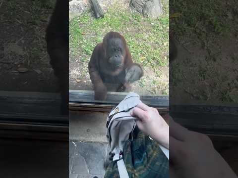 The Smartest Orangutans Ever!