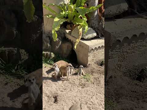 Cute meerkat family in packs #meerkat #meerkats #cute #animals #animal #cuteanimals #cuteanimal