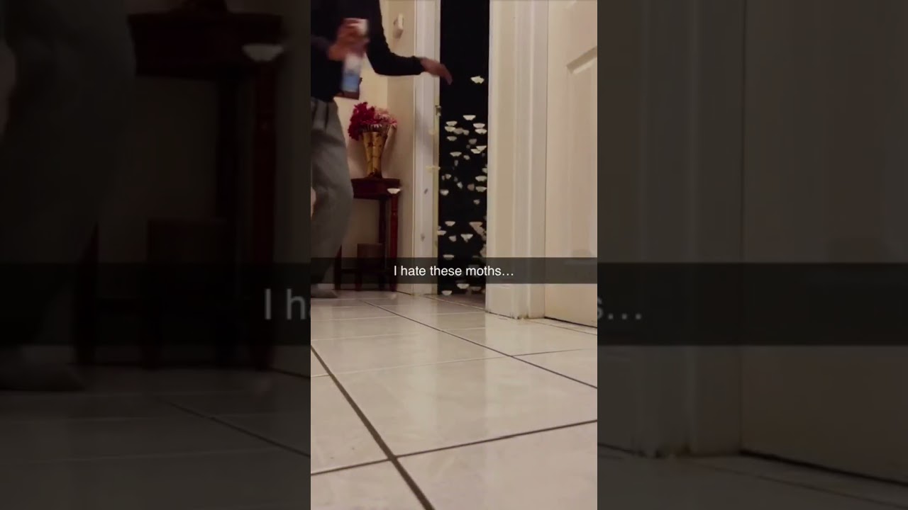 i hate these moths... #shorts