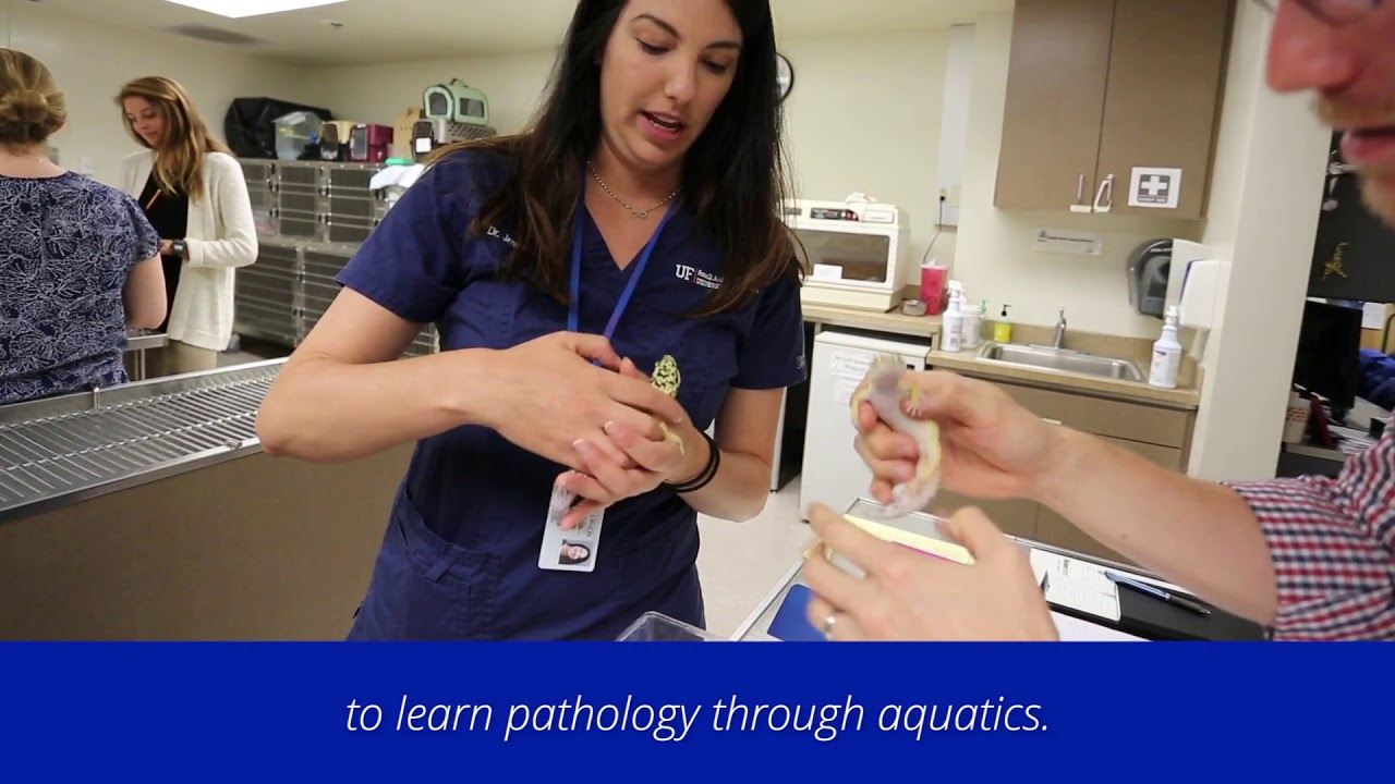 Aquatic Pathology at the University of Florida College of Veterinary Medicine