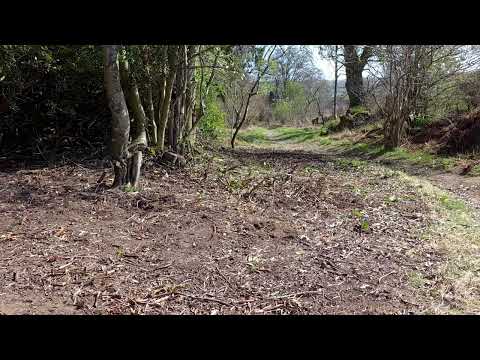 Maryburgh Hub - Maryburgh Community Woodland Clear-Up Progress