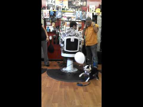 Dog in a barber shop