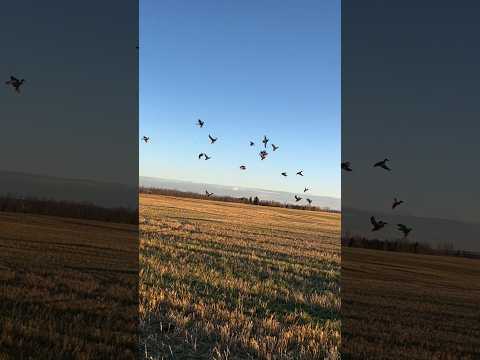 the day of mallard amazing shooting | mallard duck 🦆| #duckhunting