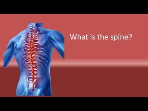 What is the spine ?
