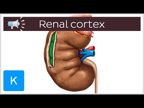 Renal cortex | Anatomical Terms Pronunciation by Kenhub