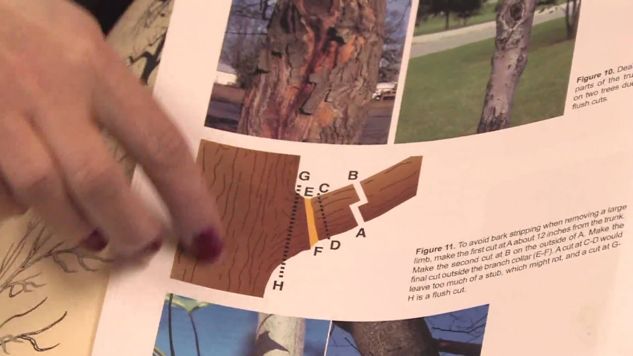 Gardening: Pruning : How to Prune Maples