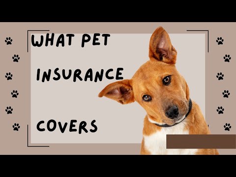 What Pet Insurance Covers Dental Cleaning? Explained and Compared🐶