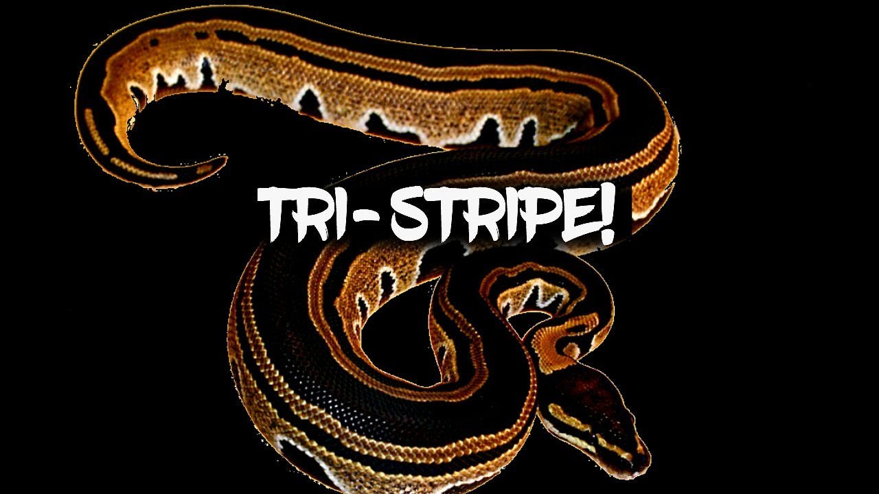 The Amazing 'Tri-Stripe' Ball Python!