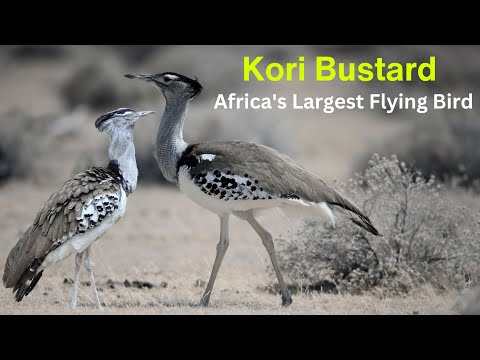 Kori Bustard: Africa's Largest Flying Bird