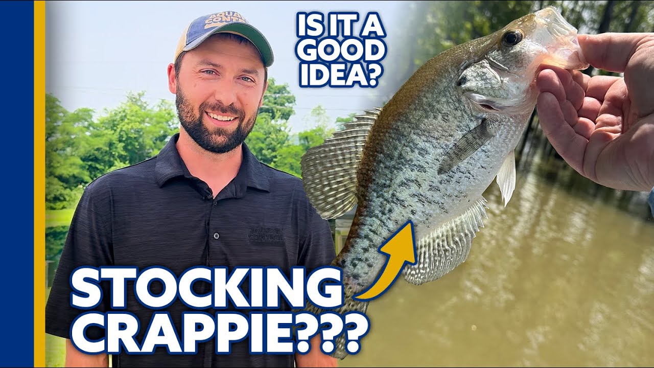 Crappie in Your Pond? Why It's Usually a BAD Idea (Pond Stocking Advice)