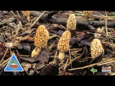 Tis the season! Missouri Morel Mushroom Hunting