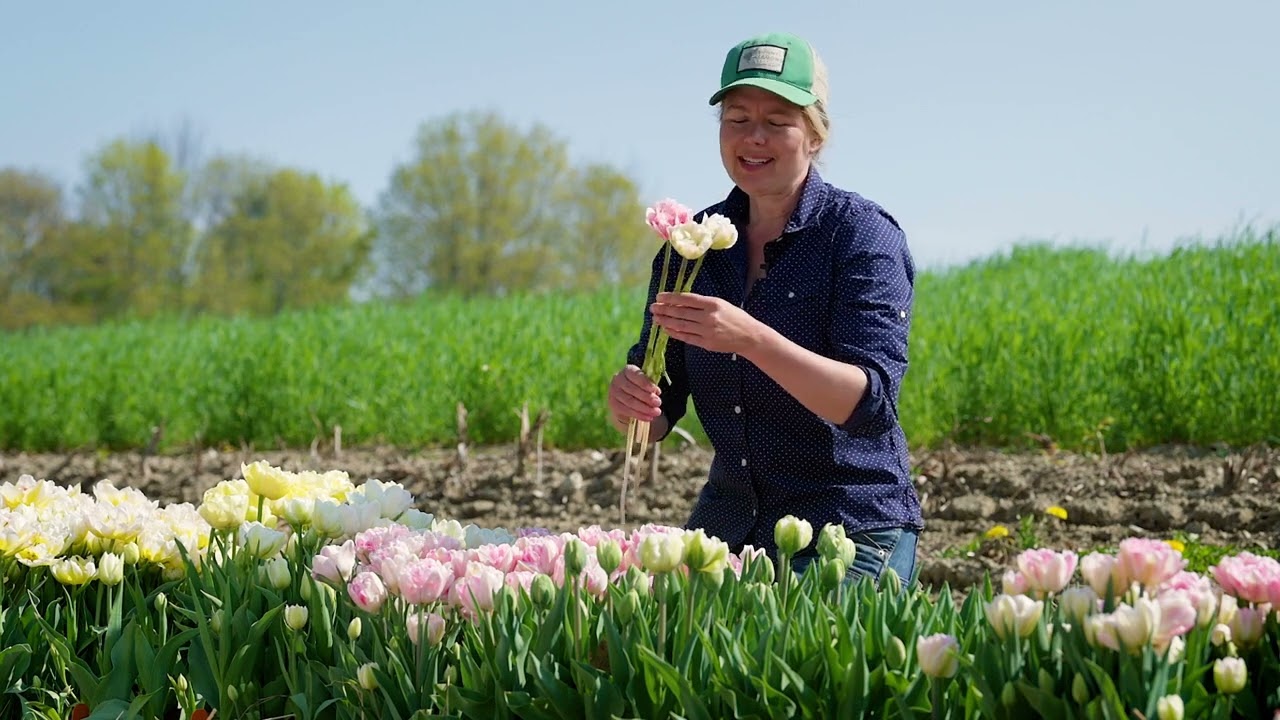 'Foxtrot' Tulip from Johnny's Selected Seeds