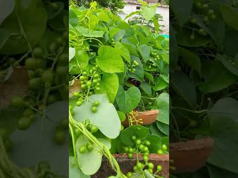 lots of giloy plant fruits šš