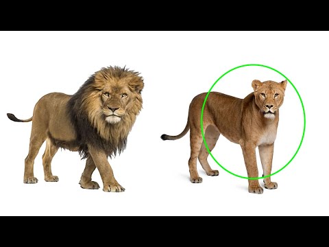 American Sign Language ASL Video Dictionary - lioness