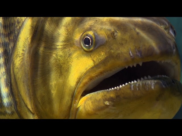 A Survival Guide for Crossing Piranha-Infested Waters - Nerdist