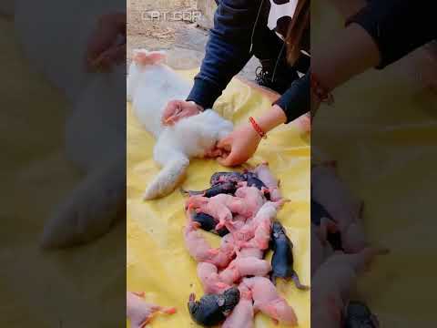 rabbit giving birth 100 babies๐ณ#rabbit #rabbits #shorts #viral #cute #bunny funny animals