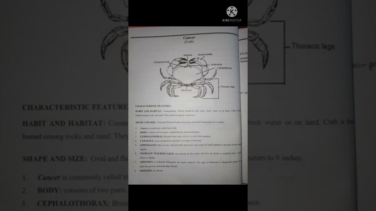 characteristics of crab (cancer) belongs to phylum arthropoda #learningwithsmartsameeka