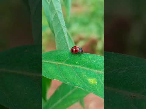 Lady beetle Coccinella transversalis #insects #beetle #shorts