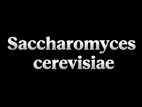 How to Pronounce Saccharomyces cerevisiae in English 2025