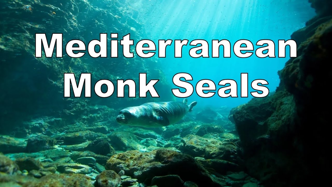 Mediterranean Monk Seals