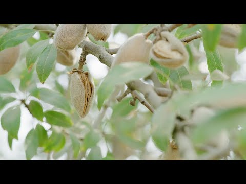 Califia Farms - Treehouse Almonds