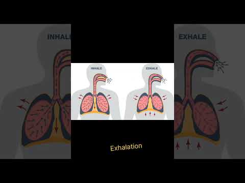 Inhalation and Exhalation // Meaning of Inhalation and Exhalation #breathing
