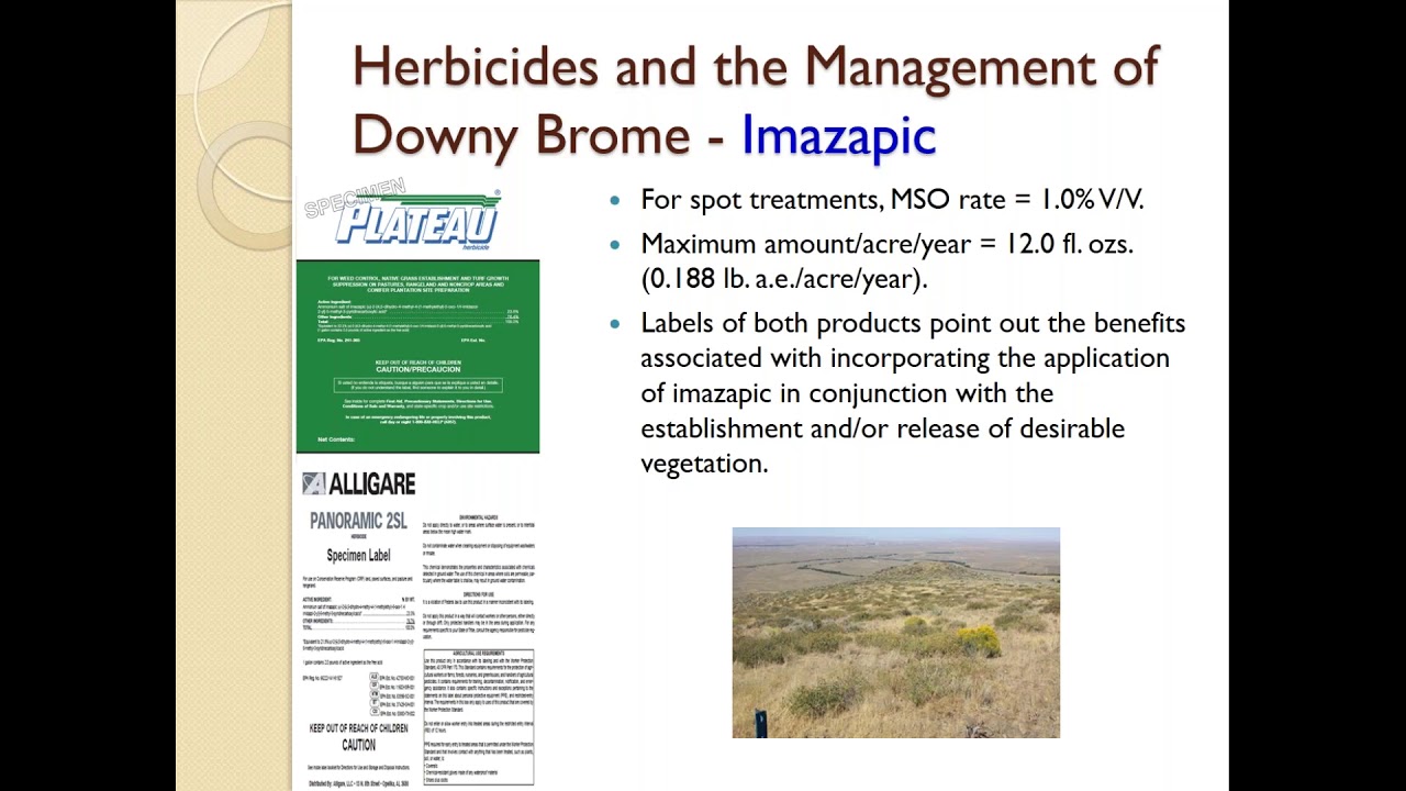 Herbicides for downy brome cheatgrass control: What works?