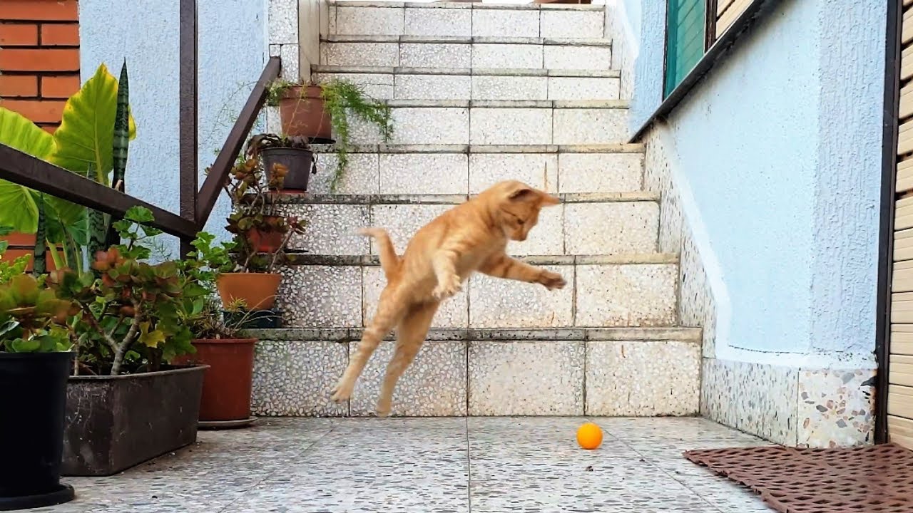 Cats Playing On Stairs