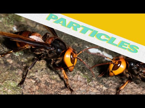 "Murder Hornets" Massacre Honey Bees, Not Humans