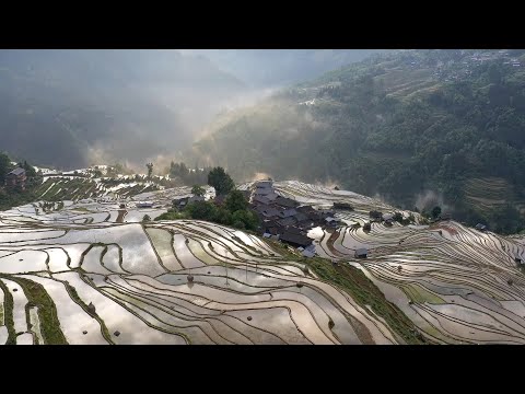 How thousand-year-old rice-fish-duck ecosystem benefits villagers in Guizhou, China