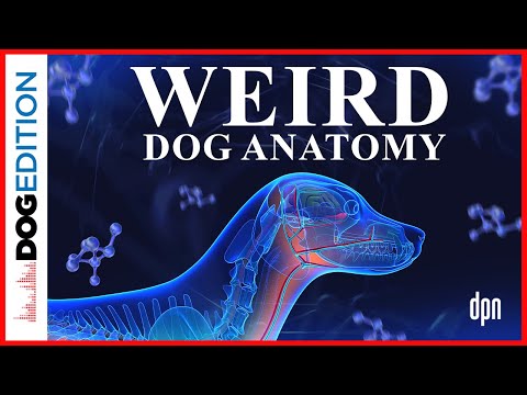 Weird Dog Anatomy| Dog Edition #80