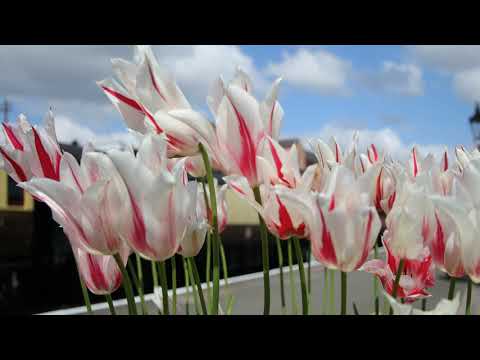flower my country somalia🇸🇴