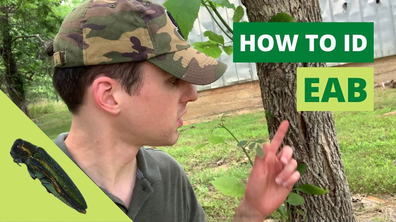 Identifying Emerald Ash Borer