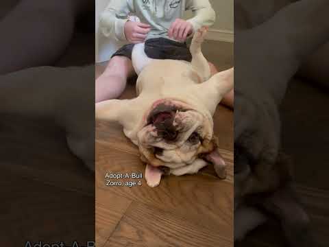 Zorro is available for adoption! #adopt #rescue #englishbulldog #frenchbulldog #frenchie