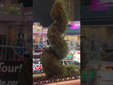 Shopping Cart Vegas Strip Tour!