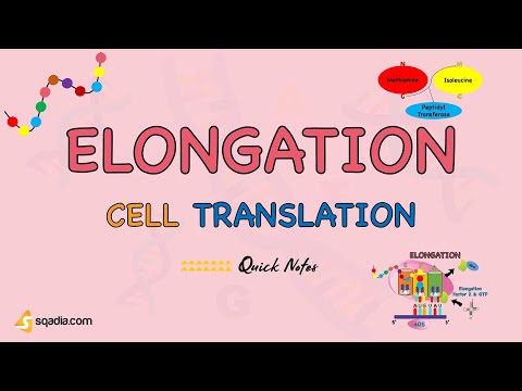 Cell Translation - Elongation
