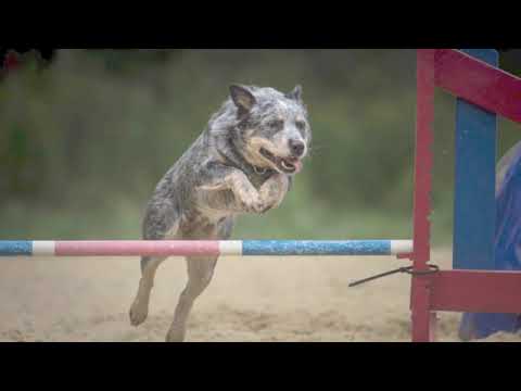 Australian Cattle Dog Song & Video